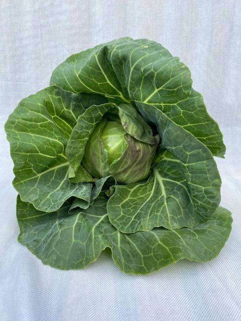 Spring Green Cabbage - English - Cambridge Fruit Co.